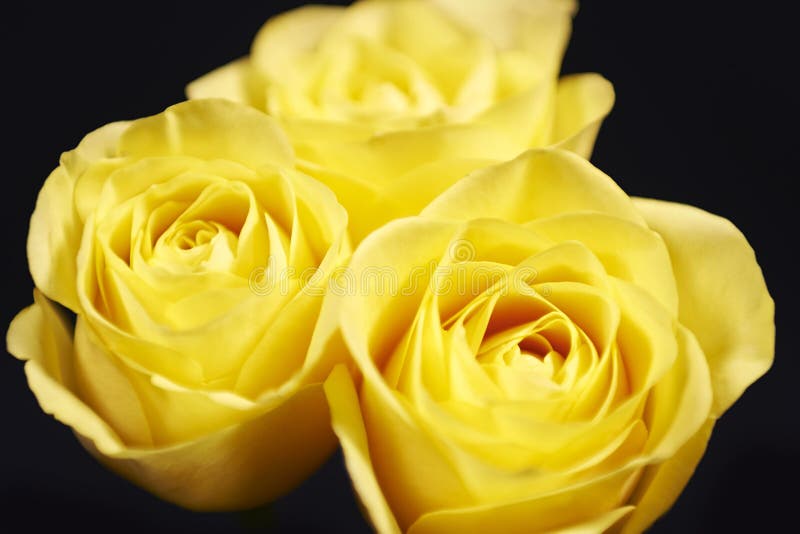 Yellow roses stock image. Image of summer, blomster, nature - 29390019