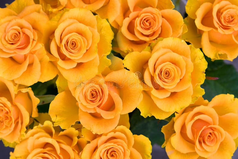 Pastel Yellow Roses with Droplets Background Stock Image - Image of ...