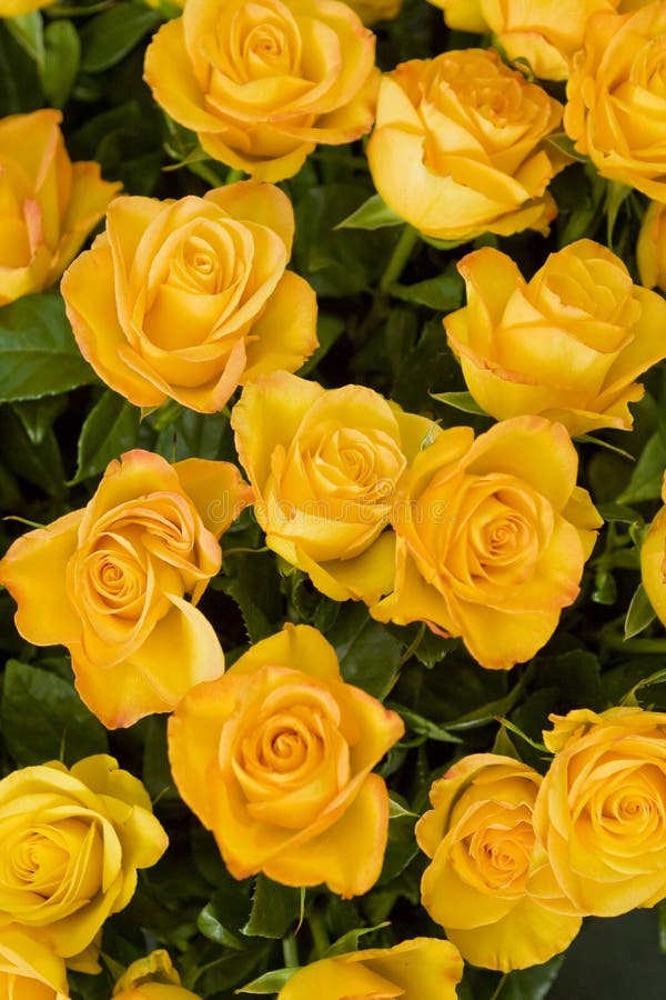 Yellow Roses stock photo. Image of love, yellow, flowers - 6777446