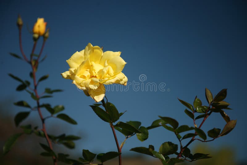 Unique rainbow roses stock image. Image of elegant, flowers - 5065111