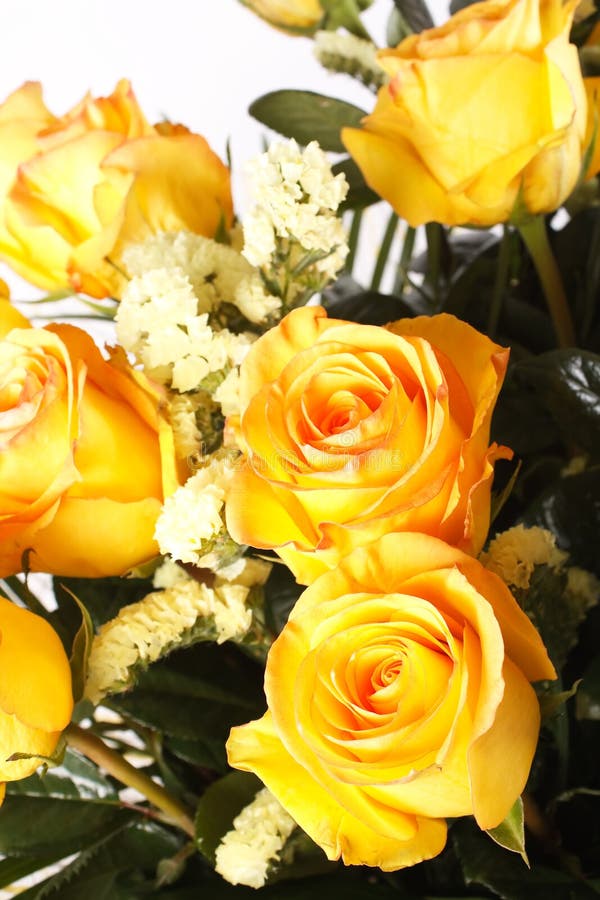 Yellow roses stock photo. Image of decoration, fragrant - 8800868