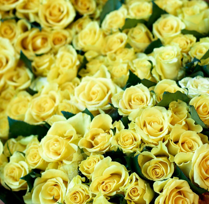 Yellow Roses Background stock image. Image of frame, petal - 79865051