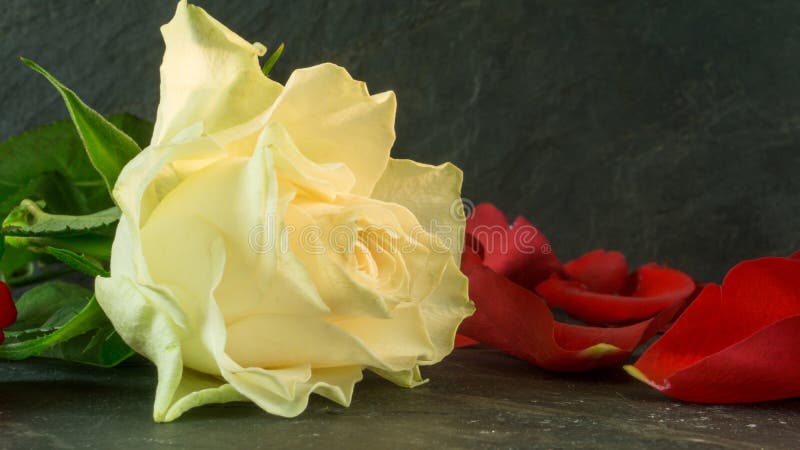 Yellow Roses On A Background From Slate Stock Photo - Image of ...