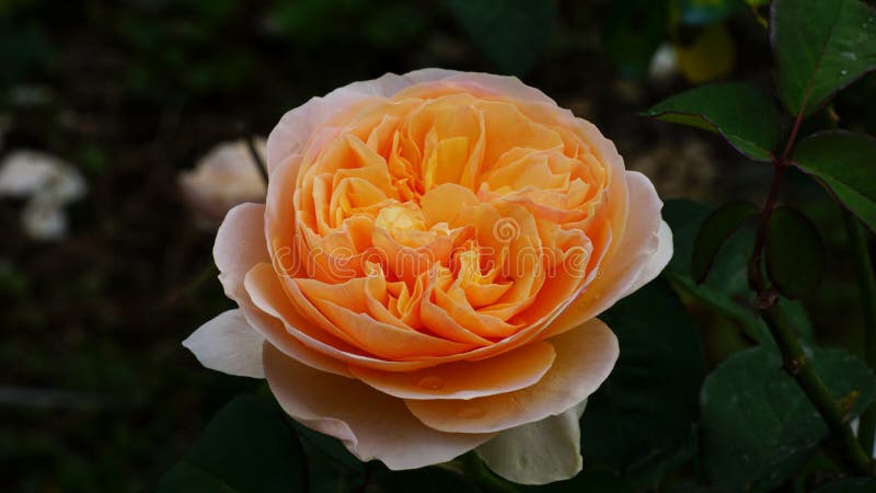 Yellow roses stock image. Image of summer, close, pursuit - 238944463