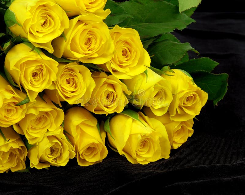 Yellow roses on the black stock image. Image of black - 11612867