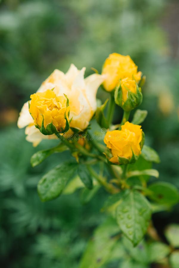 Yellow Roses Bloom in the Garden Stock Image - Image of aromatherapy ...