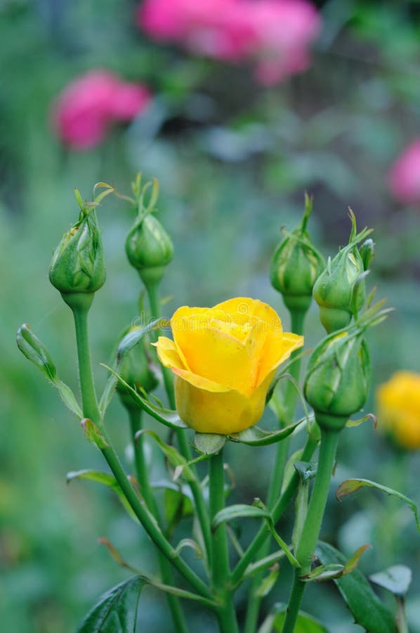 Yellow Roses Bloom in the Sun in the Summer Garden Stock Photo - Image ...