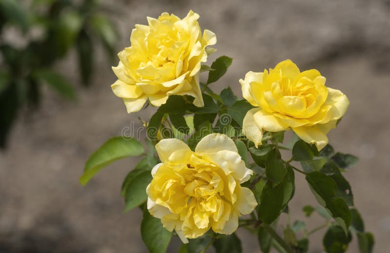 Yellow Roses stock photo. Image of petal, beautiful - 219094150