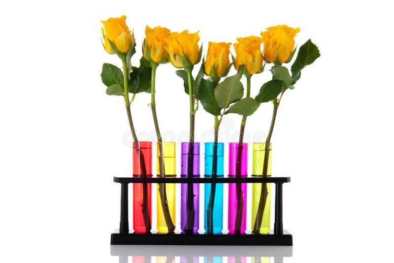 Yellow roses stock image. Image of flowers, single, isolated - 33756665