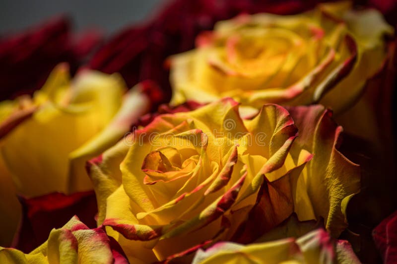 Yellow roses stock image. Image of colored, romance, blossom - 86363695