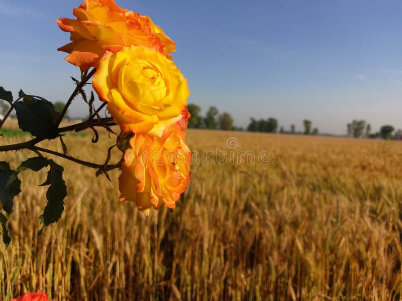 Yellow Roses Crop Fields Green Trees and Bluish Sky Stock Photo - Image ...