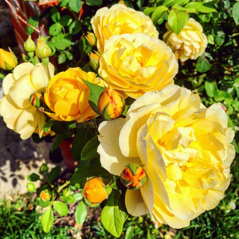 Yellow Roses in English Garden Stock Image - Image of sunny, roses ...