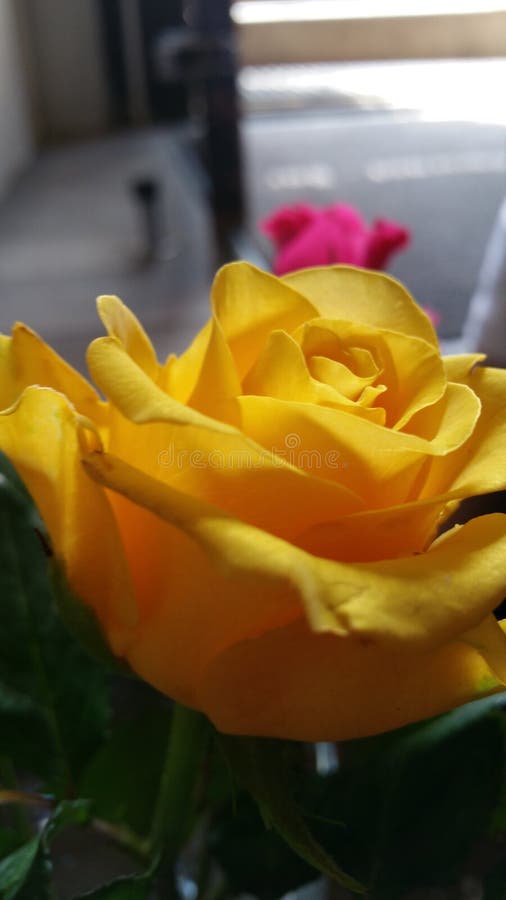 Yellow roses editorial photography. Image of nice, roses - 55114612