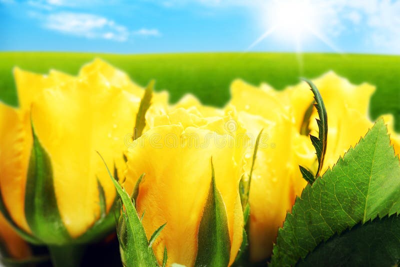 Yellow roses on the field stock photo. Image of fresh - 15362000