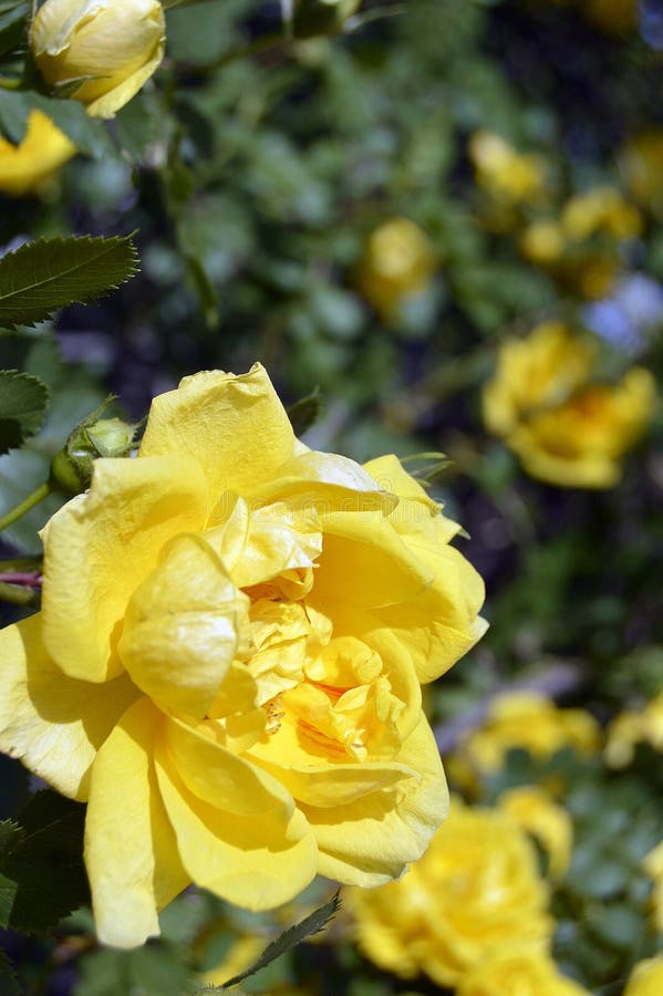 Yellow roses. stock photo. Image of full, flower, rose - 58945764