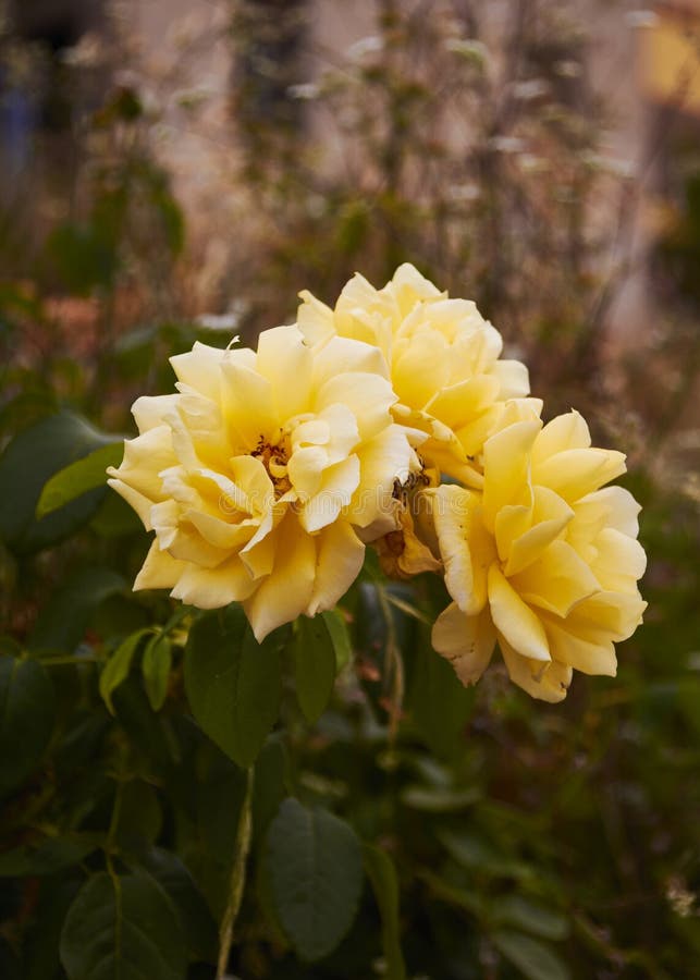 Yellow roses in the field stock photo. Image of spring - 190152208