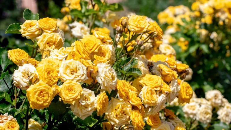 Yellow Roses on a Flower Bed in Sunny Weather Stock Image - Image of ...