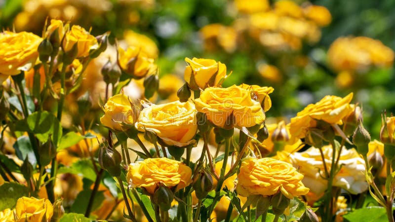 Yellow Roses on a Flower Bed in Sunny Weather Stock Photo - Image of ...