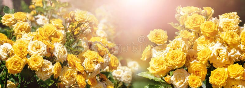Yellow Roses on a Flower Bed in Sunny Weather, Panorama Stock Image ...