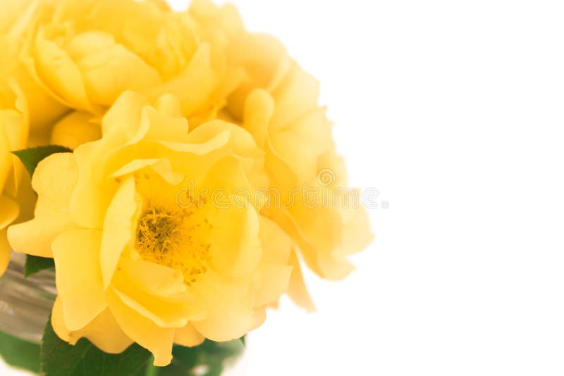 Yellow roses flowers stock photo. Image of beautiful - 90808360