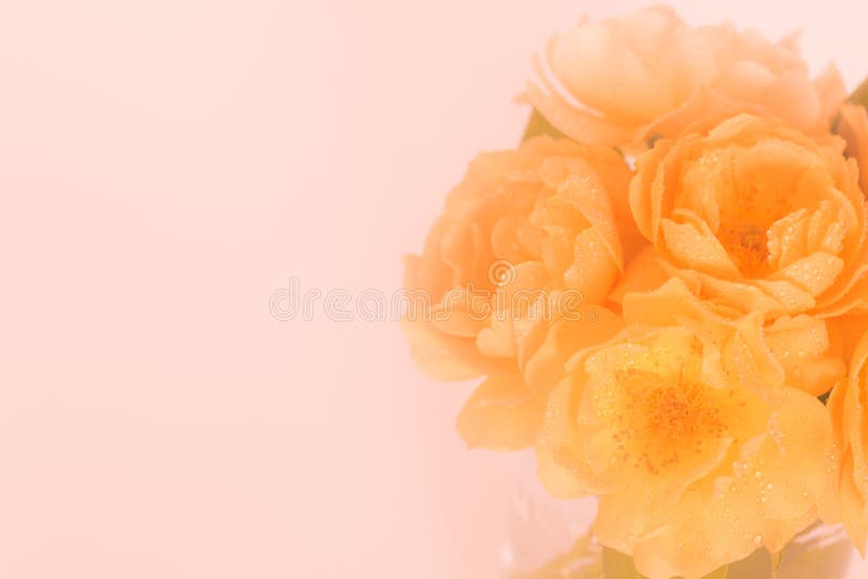 Yellow roses flowers stock photo. Image of decoration - 90810352