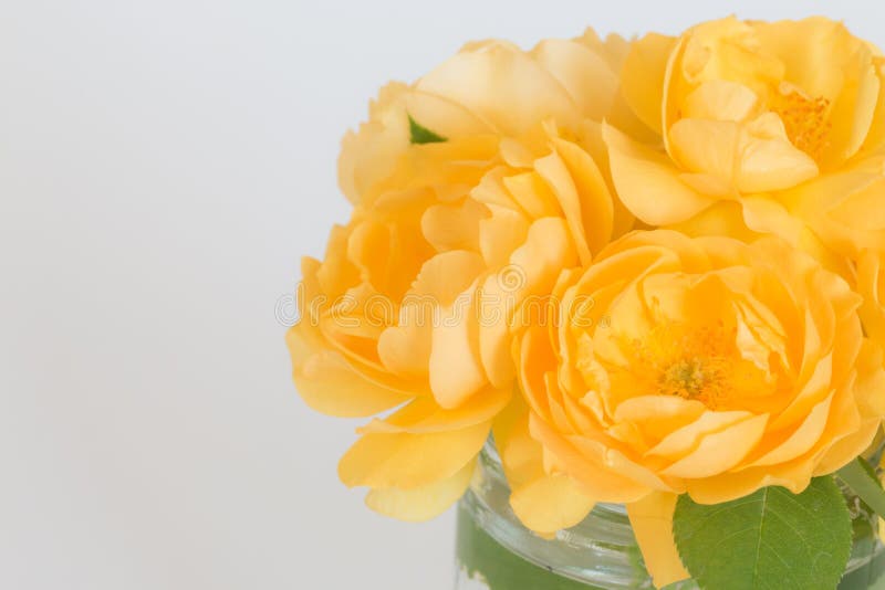 Yellow roses flowers stock image. Image of flower, design - 90810445