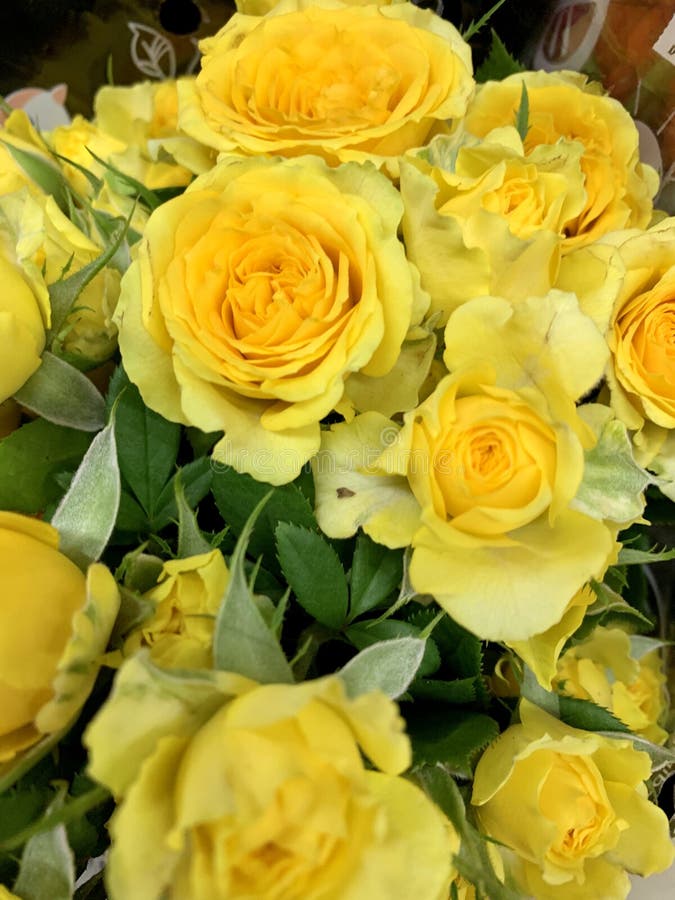 Yellow roses stock image. Image of roses, romance, nature - 163247743