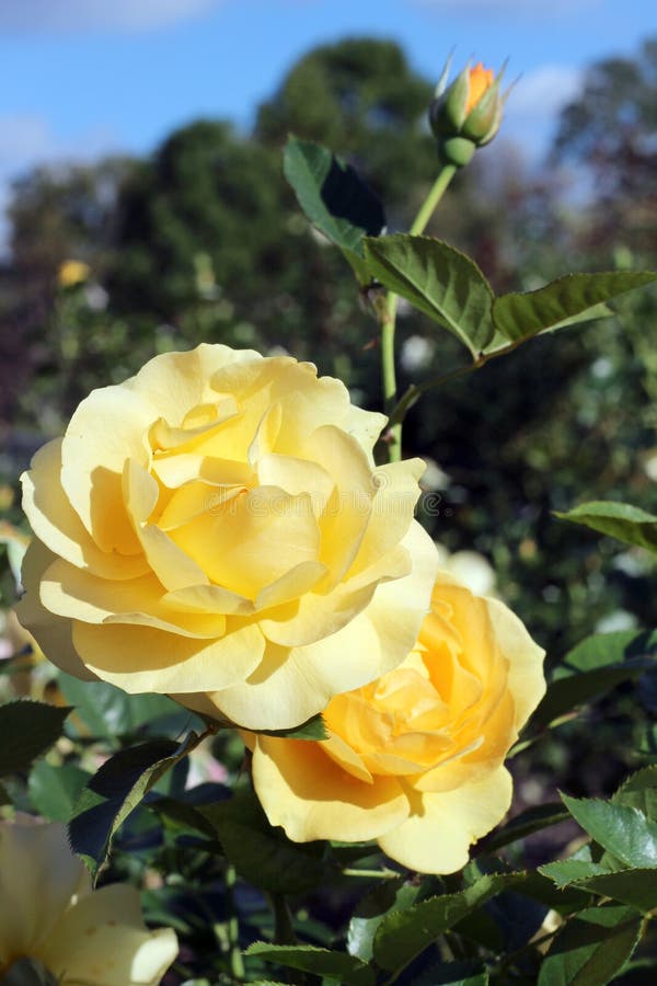 Yellow roses stock image. Image of bouquet, garden, beauty - 46117747