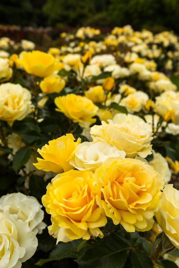 Yellow roses stock photo. Image of petal, romance, love - 64753734