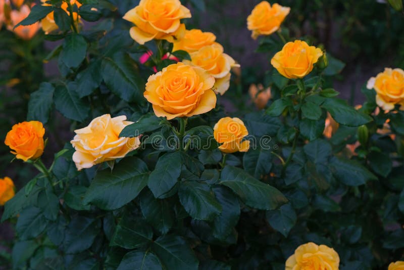 Big Bush with Yellow Roses. Stock Image - Image of beauty, yellow ...