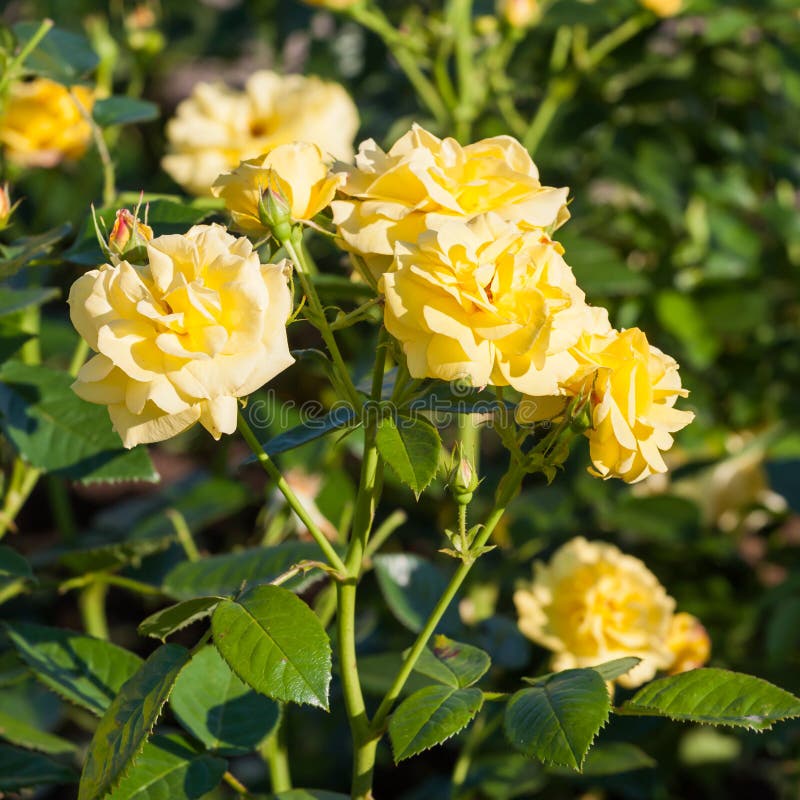 Beautiful Bush with White Flowers of Wild English Rose in the Garden ...