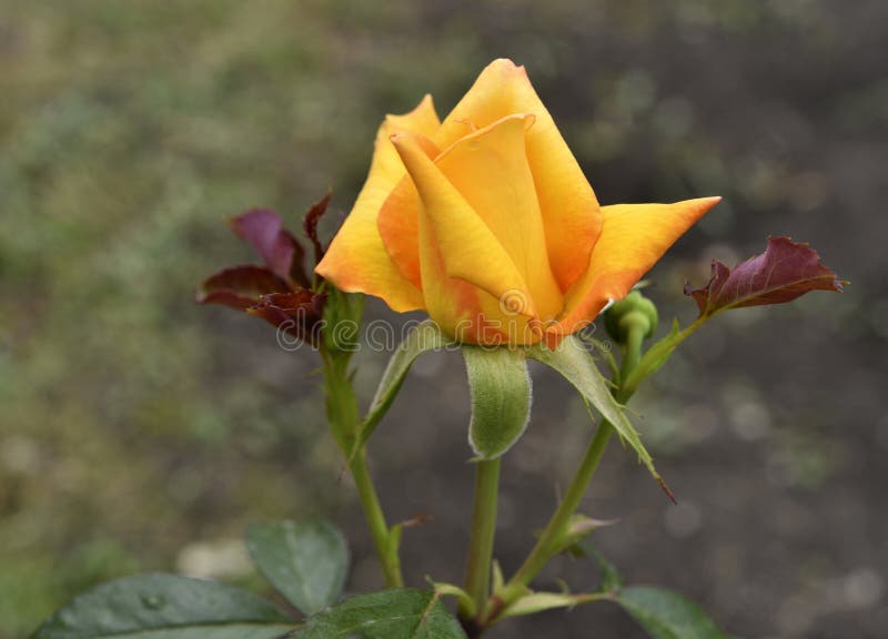 Yellow Roses in the Garden. a Large Yellow Flower in the Rays of the ...