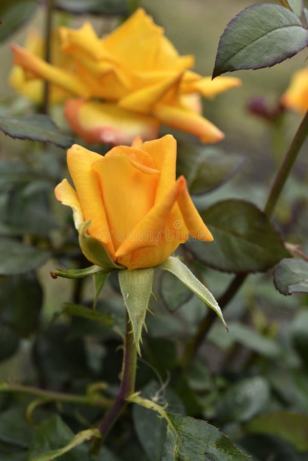 Yellow Roses in the Garden. a Large Yellow Flower in the Rays of the ...
