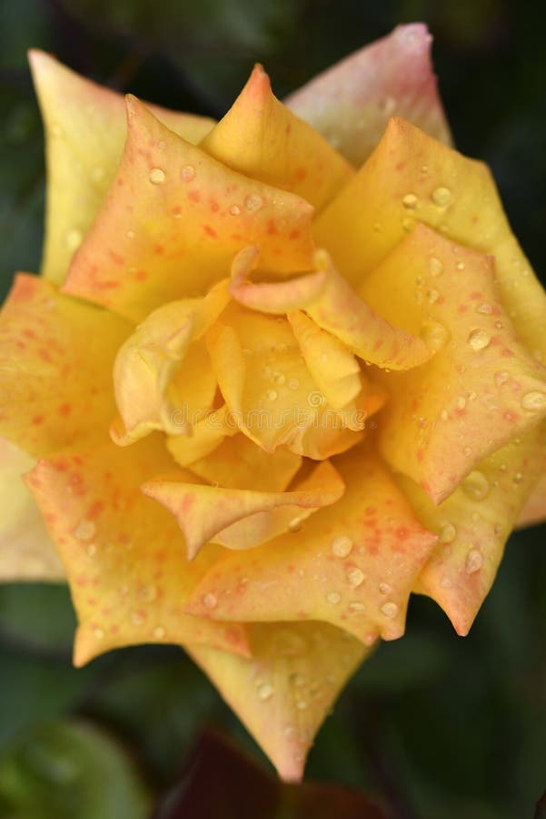 Yellow Roses in the Garden. a Large Yellow Flower in the Rays of the ...
