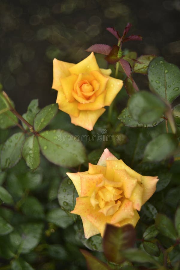 Yellow Roses in the Garden. a Large Yellow Flower in the Rays of the ...