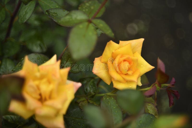 Yellow Roses in the Garden. a Large Yellow Flower in the Rays of the ...