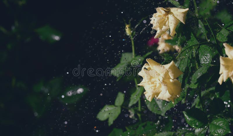 Yellow Roses in the Garden in the Rain, Drops are Falling Down Stock ...