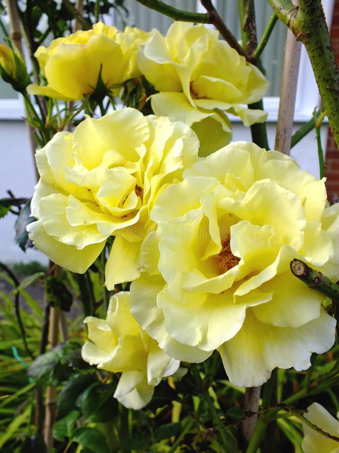 Yellow Roses stock photo. Image of blossom, roses, bloom - 93540216