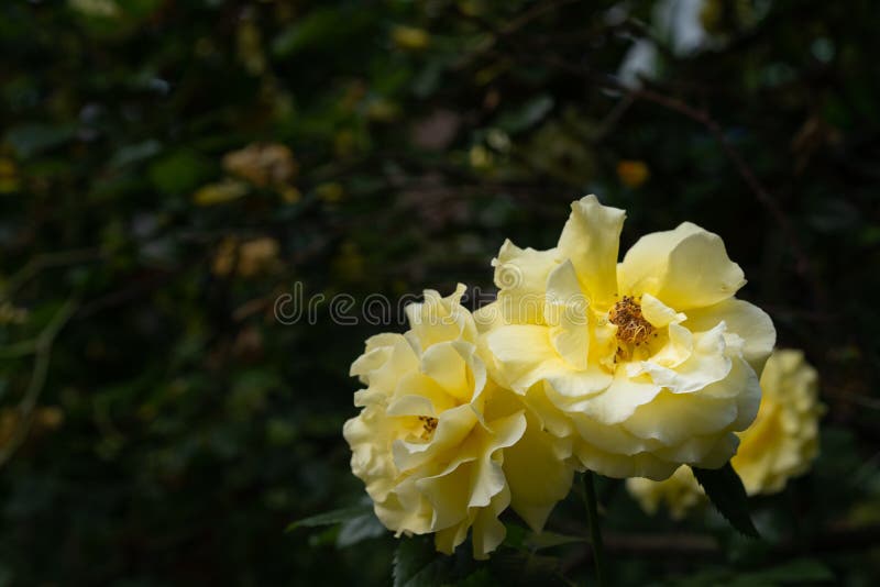 Yellow Roses Growing in the Garden Stock Image - Image of closeup ...