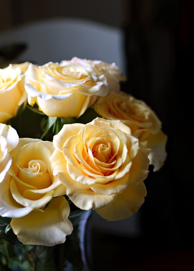 Yellow roses stock photo. Image of home, floral, yellow - 30839588