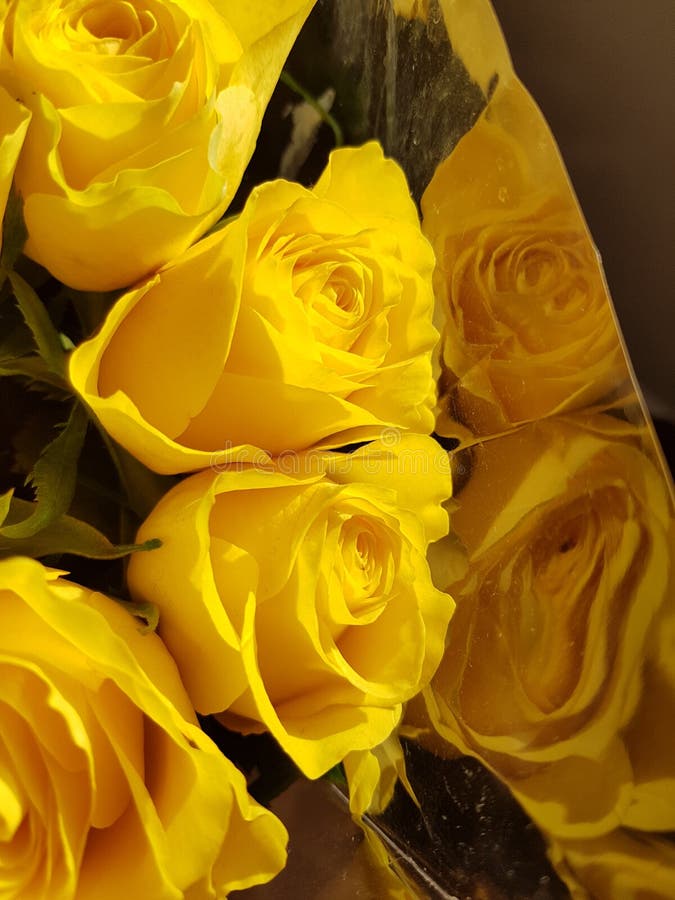 Yellow roses stock image. Image of roses, floristry, nature - 86450245