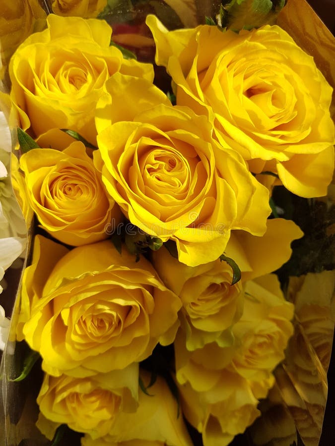 Yellow roses stock photo. Image of nature, plant, flowers - 86450350