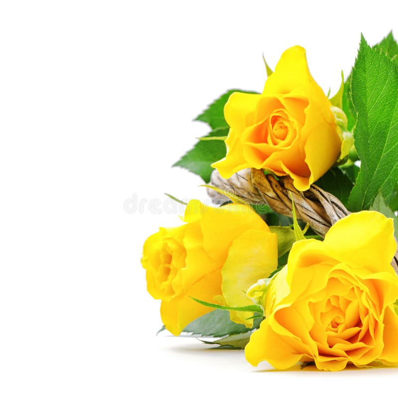 A Single Long Stemmed Yellow Rose on White Background. Stands for Joy ...