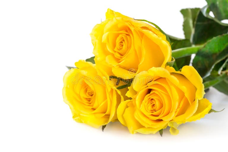 Yellow roses stock image. Image of roses, yellow, romance - 53959067