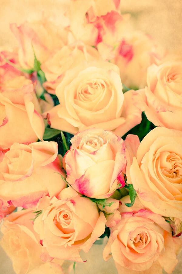Yellow Roses stock image. Image of yellow, texture, romantic - 99164107