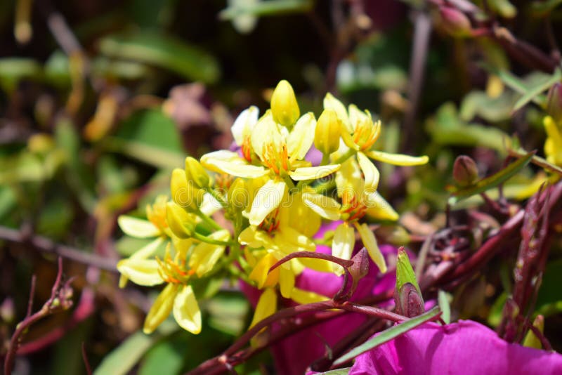 The Yellow Roses and Pinky Nes Stock Photo - Image of flowers, sudan ...