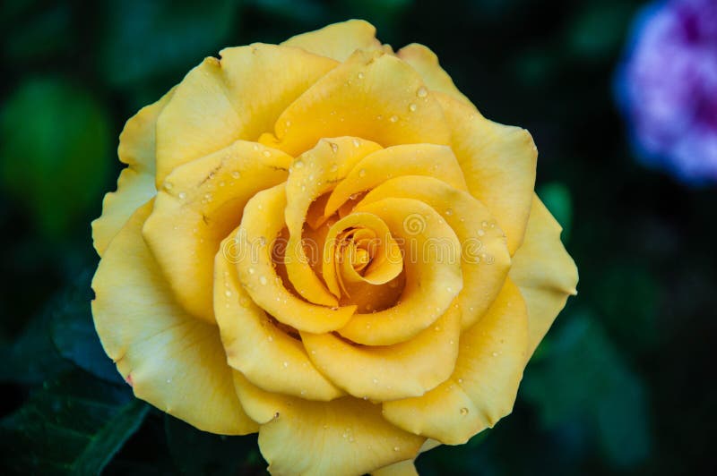 Yellow Roses after the Rain. Stock Image - Image of nature, raindrop ...