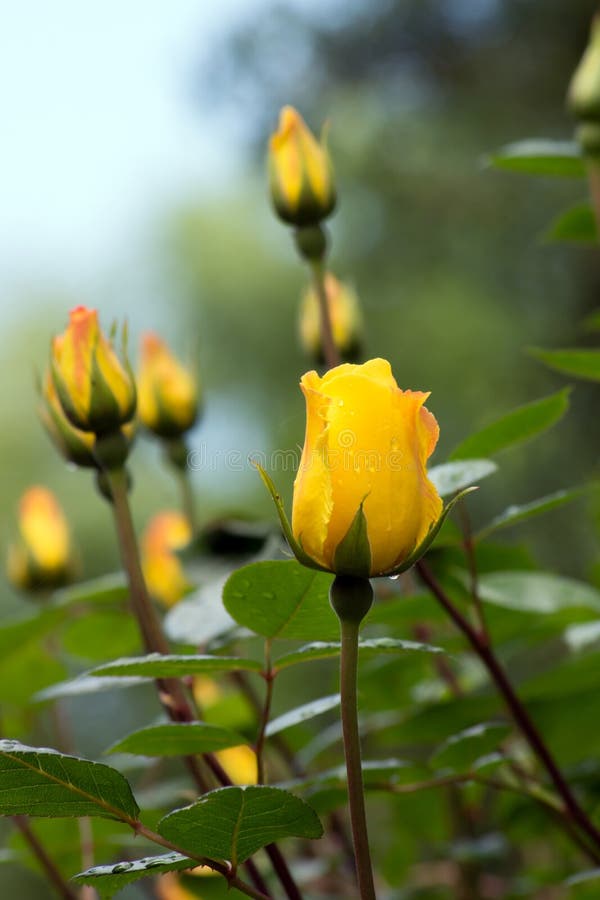 Roses after rain stock photo. Image of green, grass, freshness - 96442514