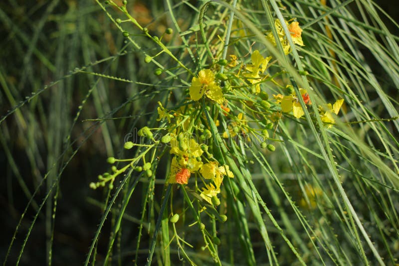 Yellow Roses of & X22;Say-saban& X22; Tree Stock Image - Image of roses ...