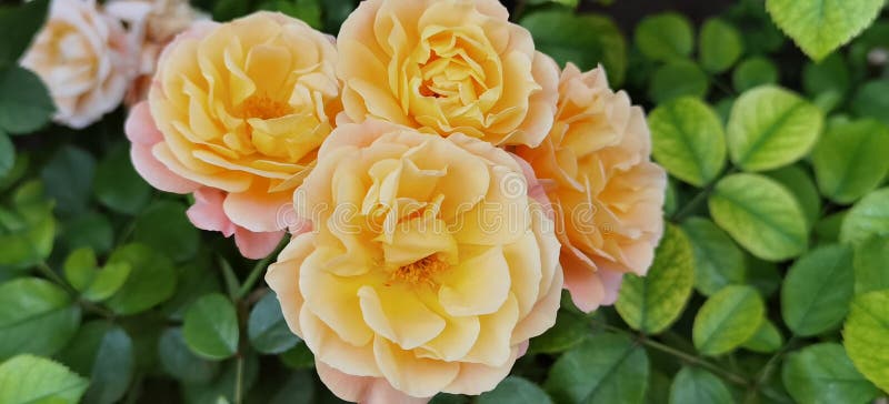Yellow Roses on a Small Branch Stock Photo - Image of design, blossom ...